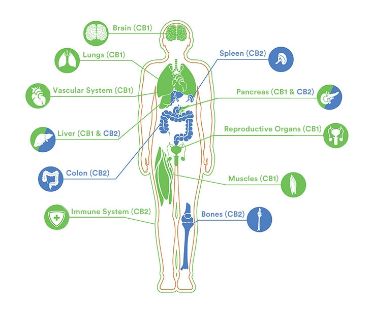 Cili By Design - Ezio Gatti
